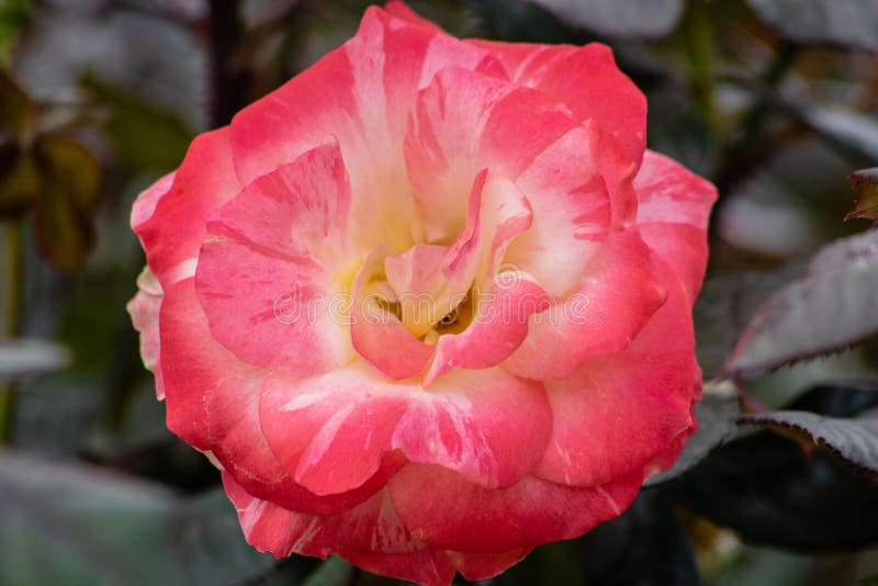 Pink and white rose stock photo. Image of nature, flower - 137690938