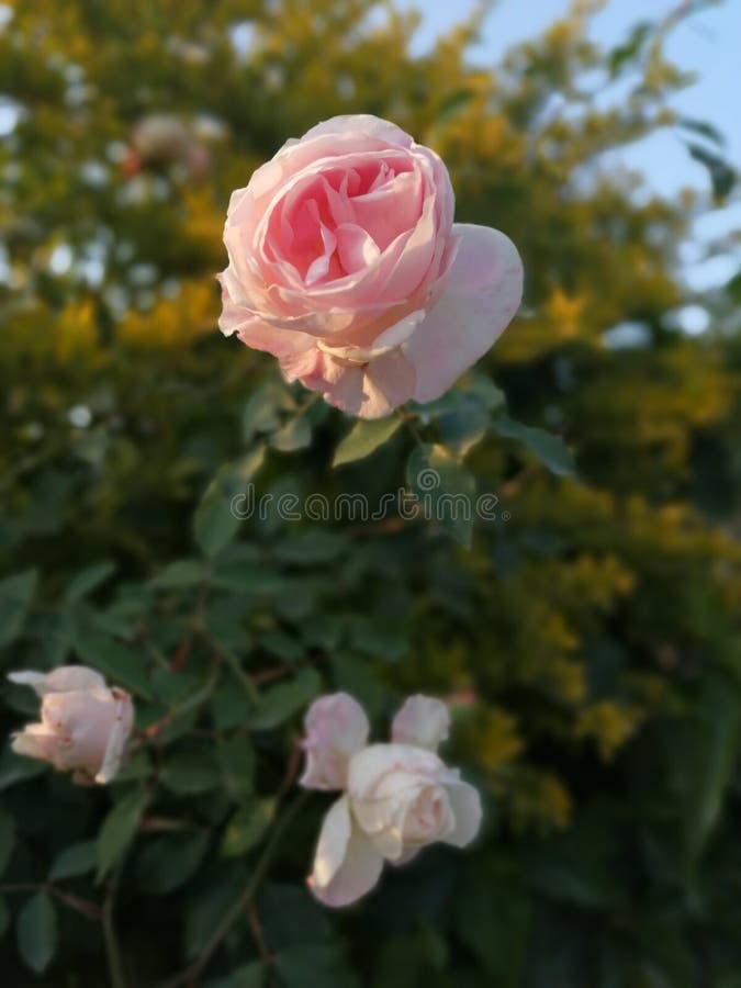 Pink white rose stock photo. Image of plant, rosa, natural - 135271850