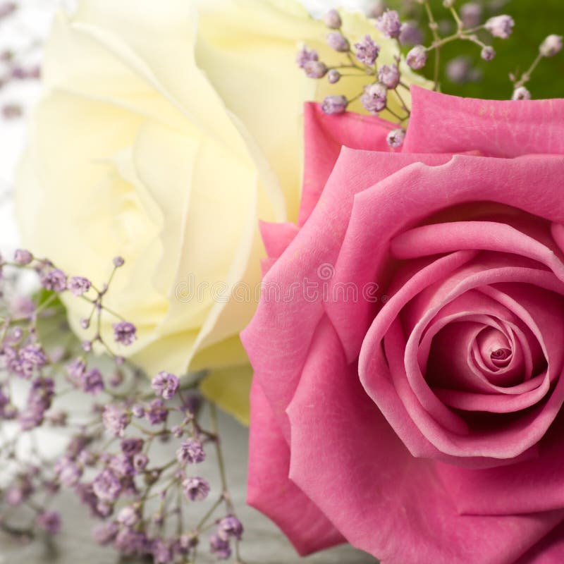 Pink and white roses stock image. Image of bridal, square - 22757283
