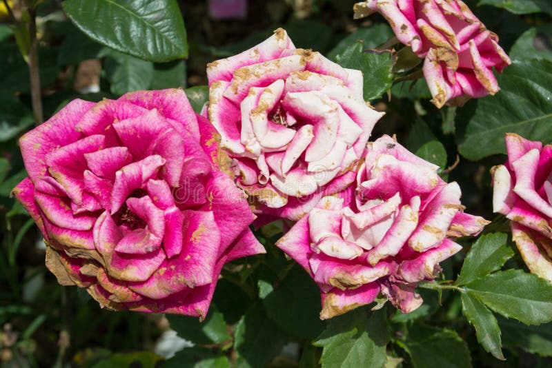 Pink and white roses stock photo. Image of gardening - 91972196