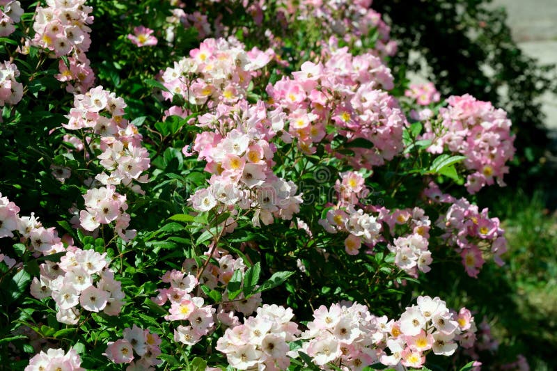 Pink and White Roses in Bloom Stock Photo - Image of growth, shrubbery ...