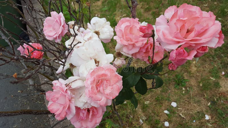 Pink and White Roses stock photo. Image of pink, white - 130914700