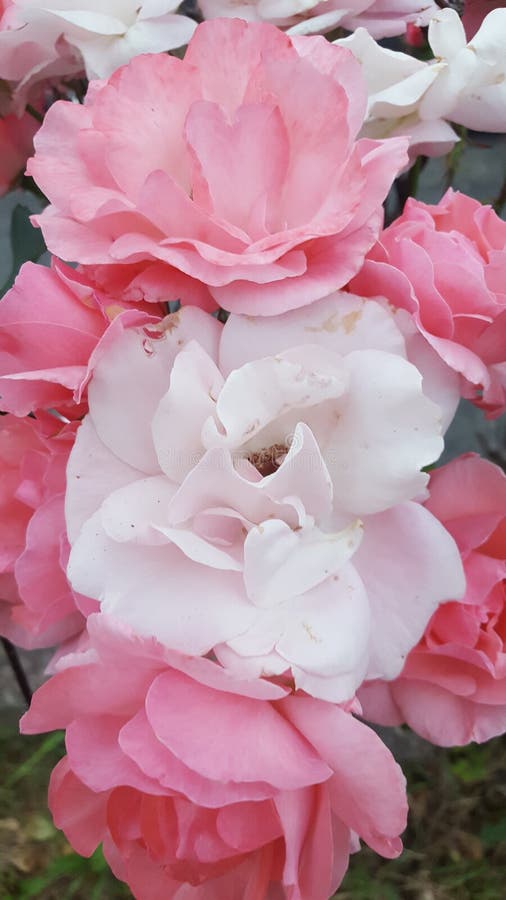 Pink and White Roses stock image. Image of pink, nature - 130914805