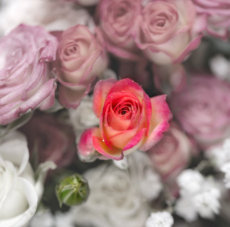 Pink white roses stock image. Image of cvijet, bouquet - 185508605