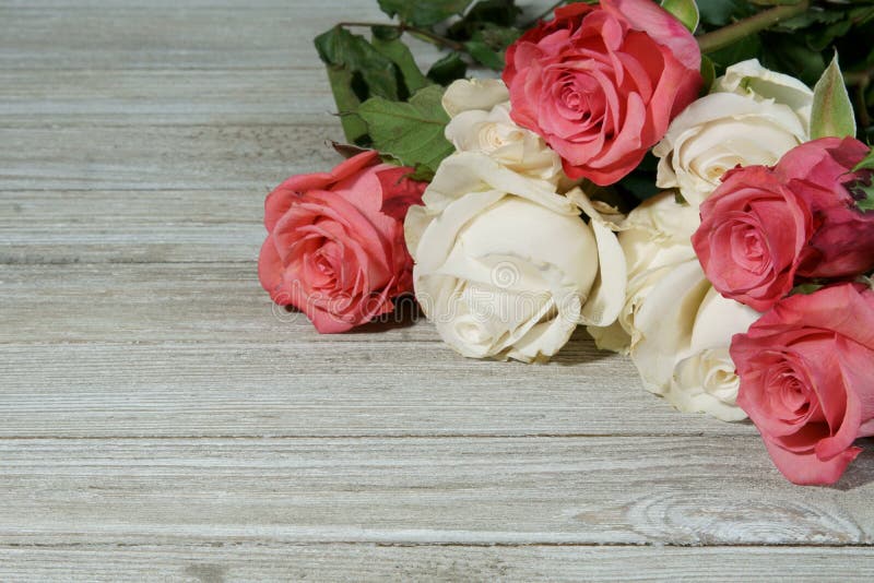 Pink and White Roses on a Grey Slate Stock Photo - Image of rose, love ...