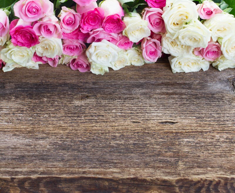 Pink and white roses stock photo. Image of fragility - 61634854