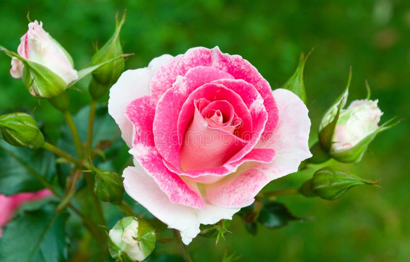 Pink-white Roses on Green Grass Background Stock Photo - Image of color ...