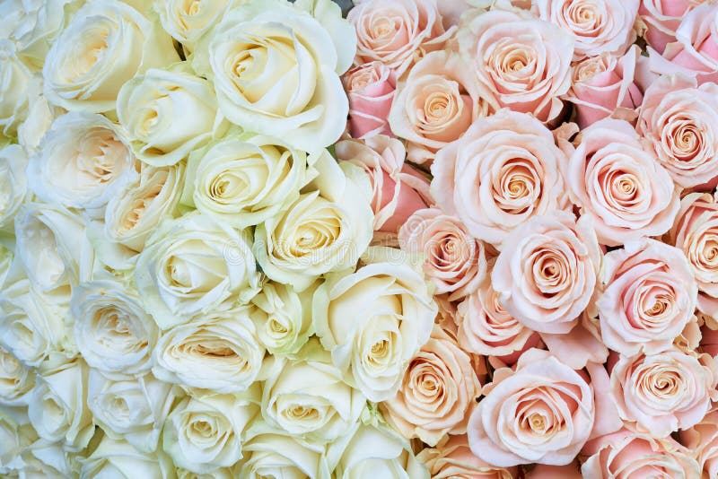 Many roses stock photo. Image of botanical, freshness - 59586290