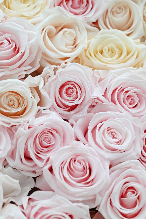Pink and White Roses in Patterns As Background. Stock Image - Image of ...