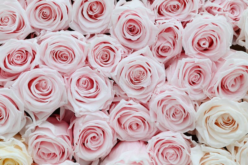 Pink and White Roses in Patterns As Background. Stock Image - Image of ...