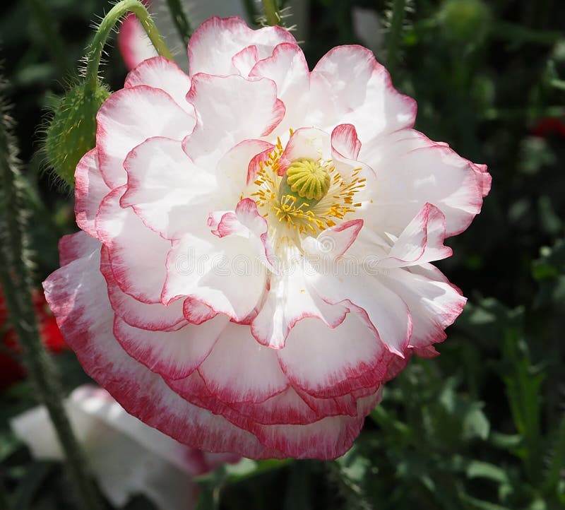 Pink Ruffled Poppy Stock Photos - Free & Royalty-Free Stock Photos from ...