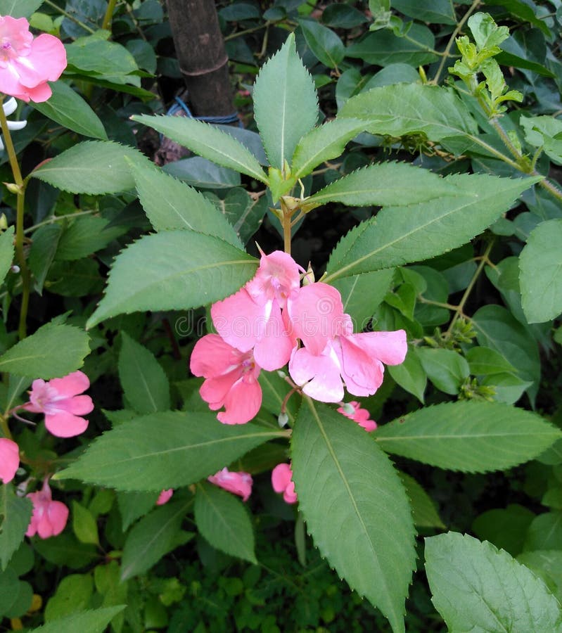 Terda Stock Photos - Free & Royalty-Free Stock Photos from Dreamstime