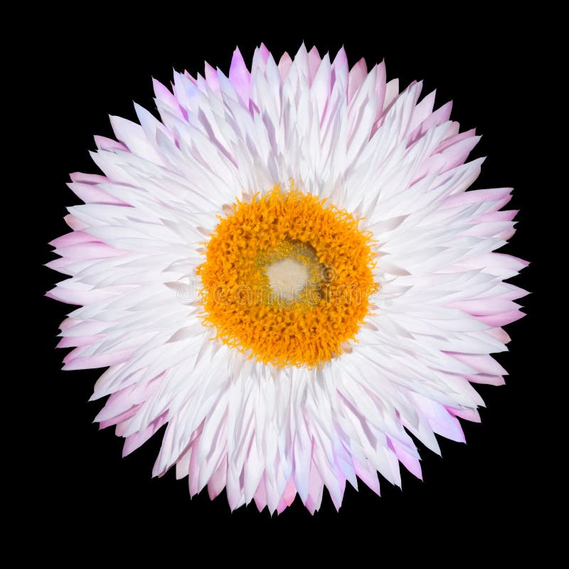 Pink White Strawflower Flower Isolated on White Stock Photo - Image of ...