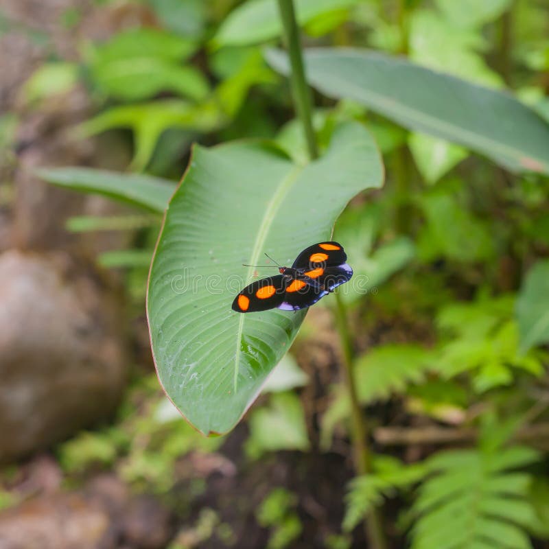 Pink and White Striped Black Common Postman Butterfly (or Postman ...