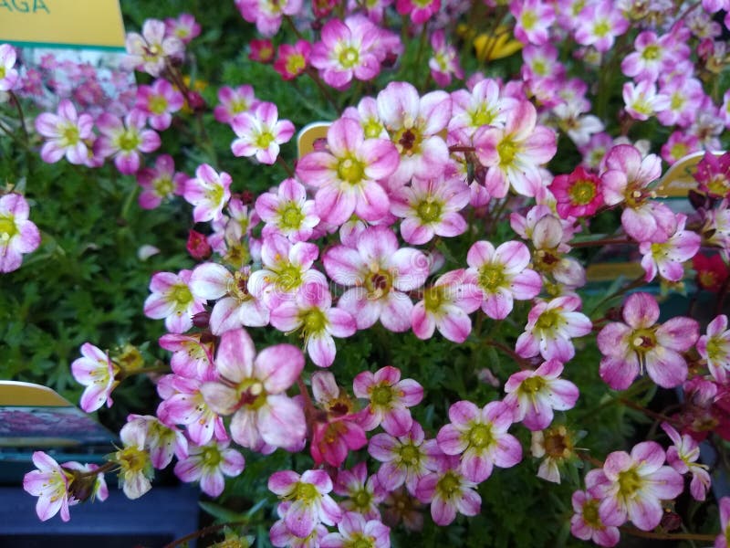 Saxifraga `Pixie Rose` stock image. Image of evergreen - 235510255