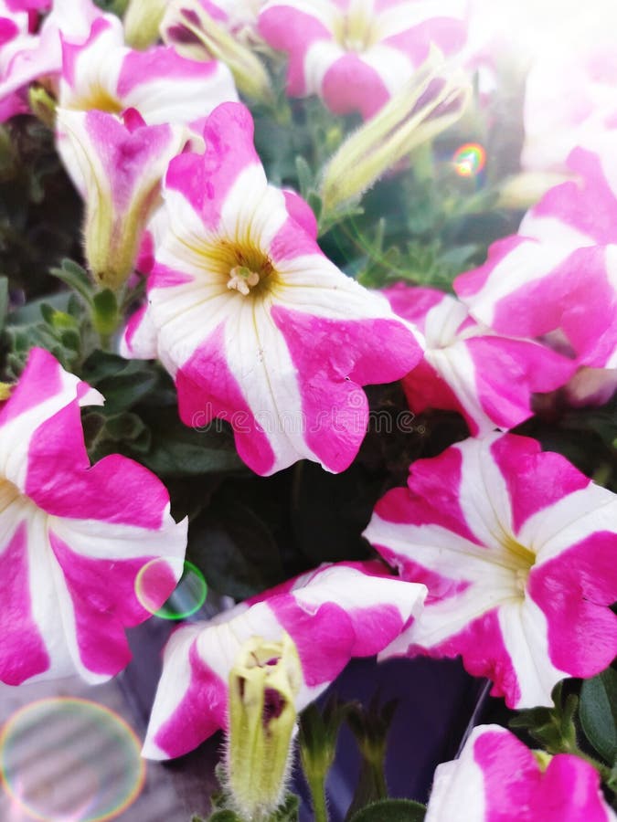 Pink and White Strips Flowers Perennial Stock Image - Image of white ...
