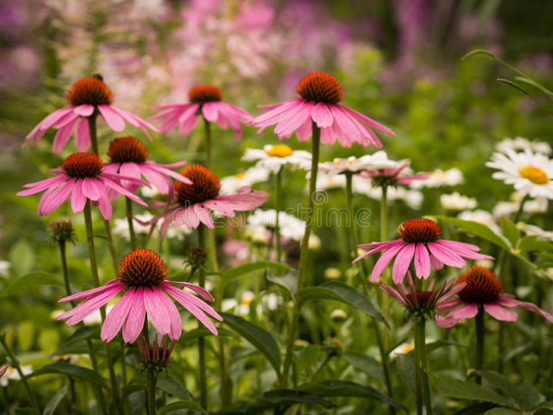Pink and White Summer Flowers Coneflower Echinacea and Daisy Stock ...