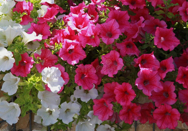 Pink and white surfinia stock photo. Image of bloom - 309147536