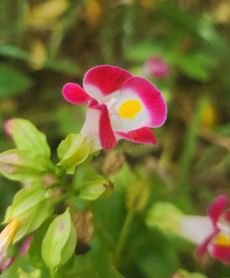 Pink and White Sweet Flower Stock Image - Image of plant, leaf: 262782171