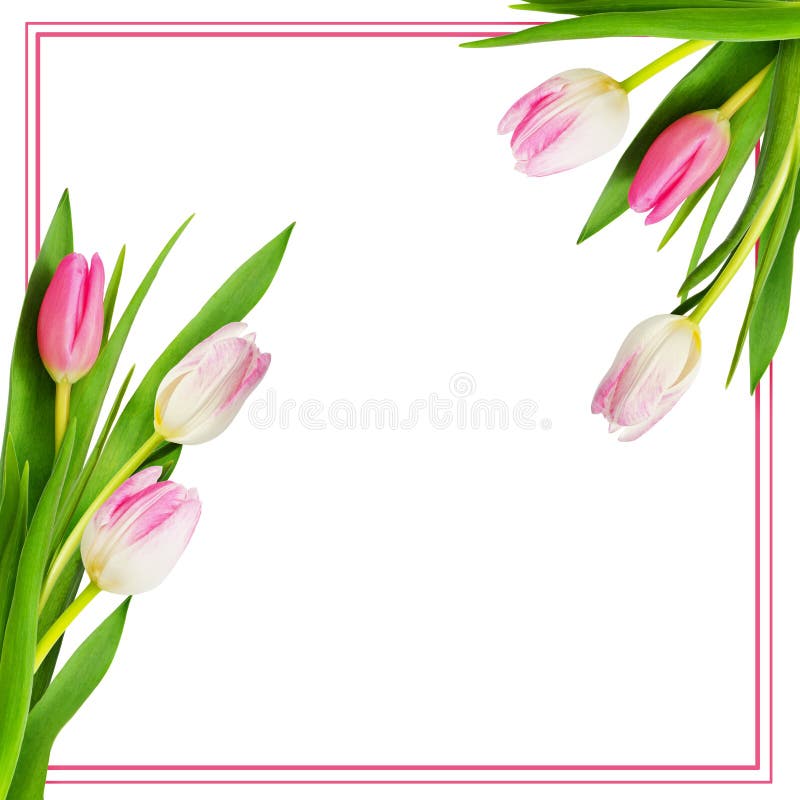 Pink tulip flowers border stock image. Image of plant - 87680423 Pink tulip flowers border stock image. Image of plant - 87680423