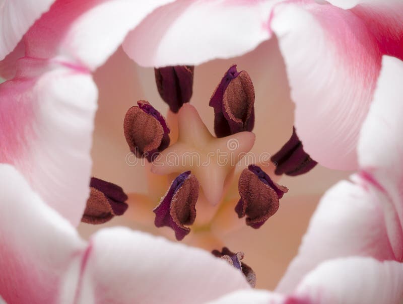 Pink and White Tulip Head Showing the Stamen Stock Image - Image of ...