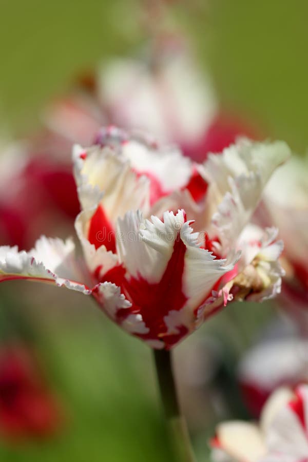 Pink and white tulips stock photo. Image of blooming - 14248038
