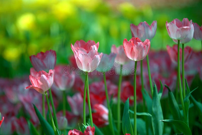 Pink And White Tulips. Picture Image: 27582729
