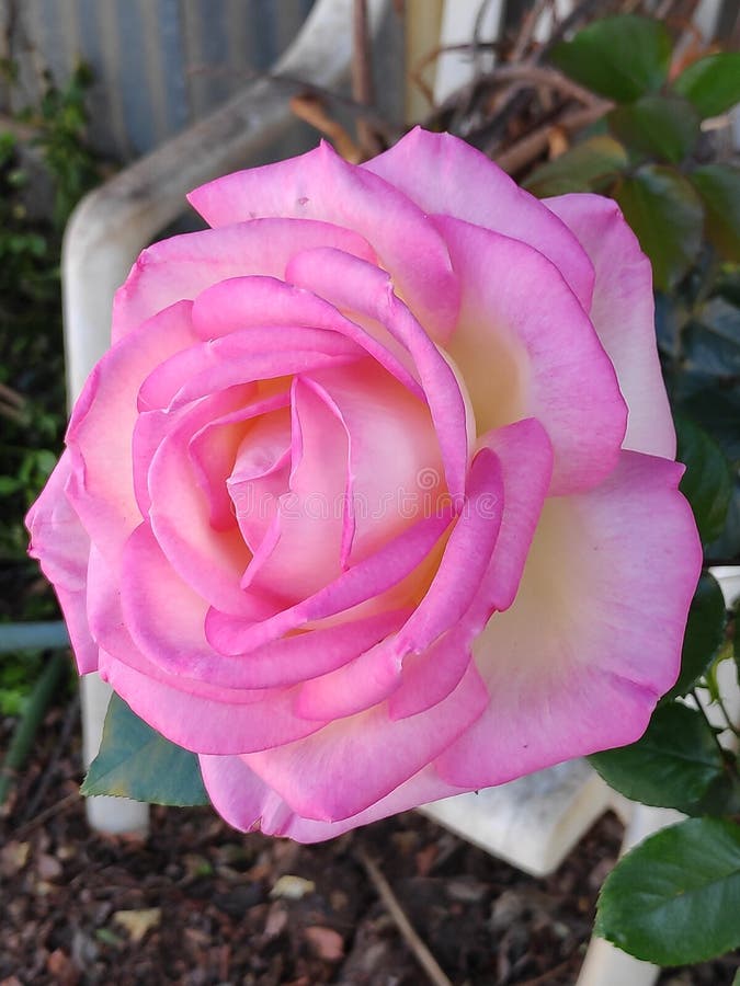 Pink and White Two-toned Rose Stock Image - Image of rose, white: 233974553