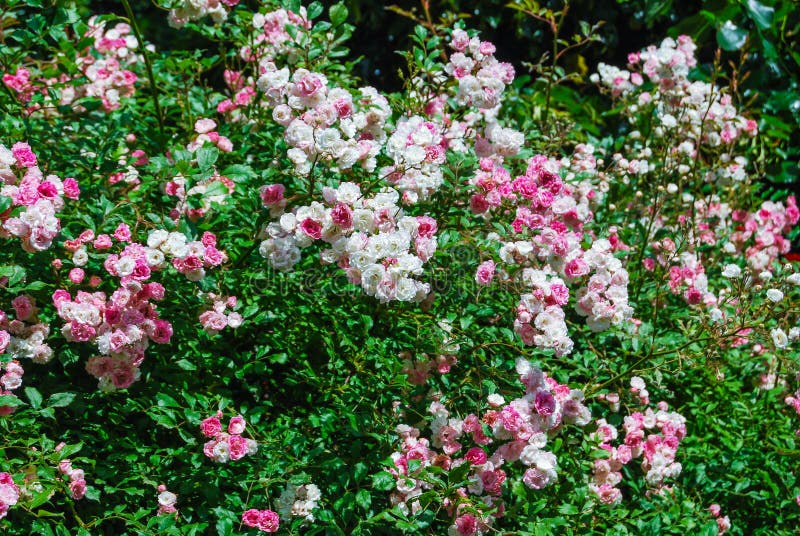 Pink and whitte roses stock image. Image of outdoors - 30698093