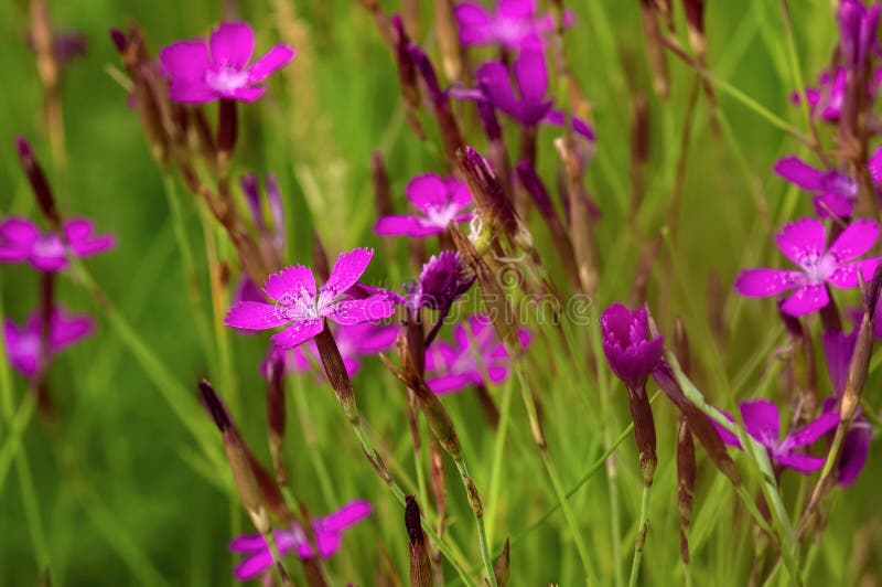 Pink Wild Carnation Flowers on the Field Stock Photo - Image of ...