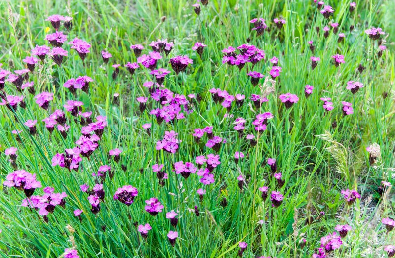 Pink Wild Carnations on Transylvanian Intact Fields at Summertime ...