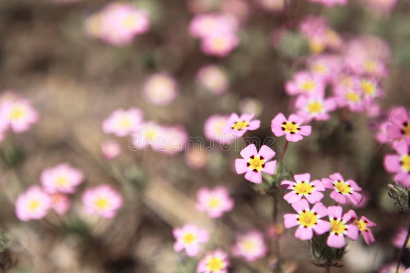 Pink Wild Flowers in Field. Spring Theme Stock Image - Image of flowers ...