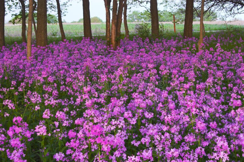 Pink Wild Flowers and Forest Stock Image - Image of growth, purple: 3280979