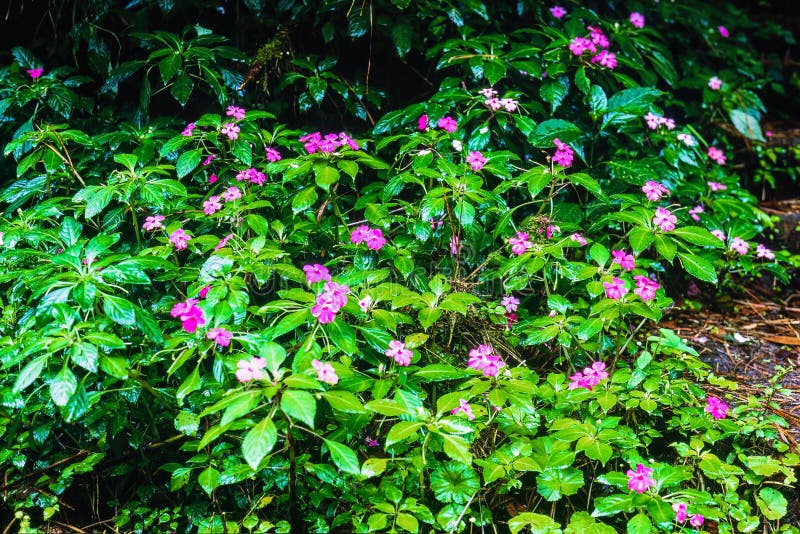 Pink Wild Flowers on the Forest Floor in a Rainforest Stock Image ...
