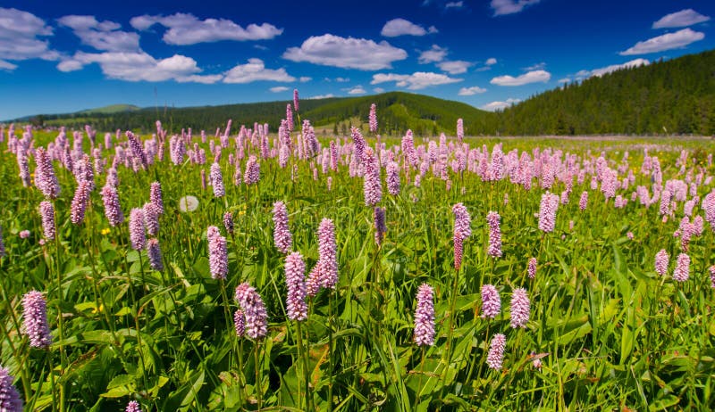 Pink Wild Flowers in a Meadow Scenery Stock Photo - Image of wild ...