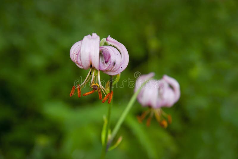 Pink wild lily stock image. Image of flower, summer, beautiful - 18078697