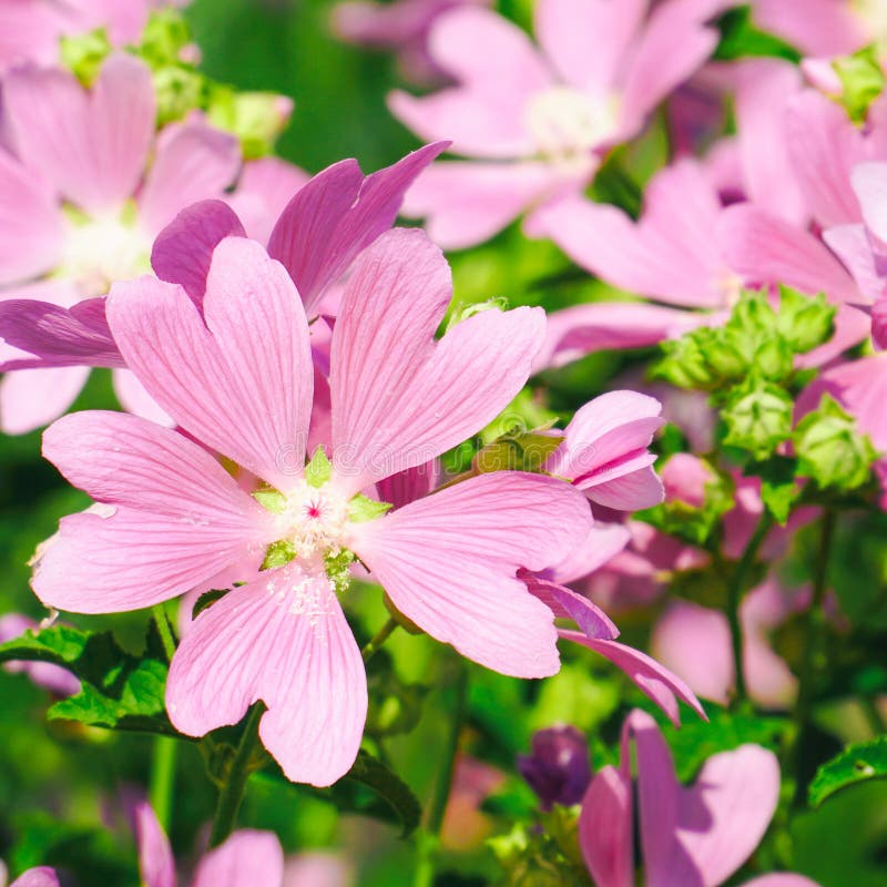 Pink Wild Mallow Flowers in Natural Environment Stock Image - Image of ...