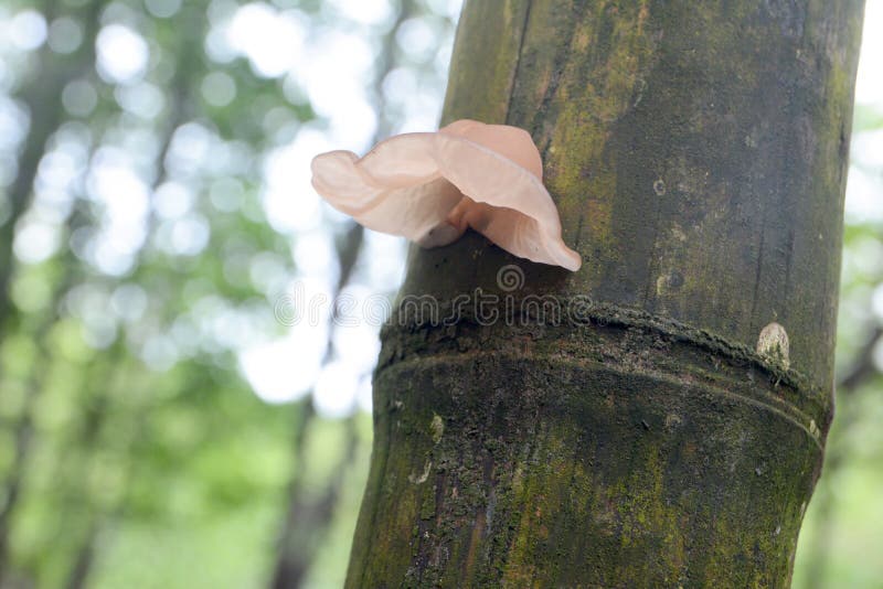 Pink wild Mushroom stock photo. Image of nature, moist - 41809394