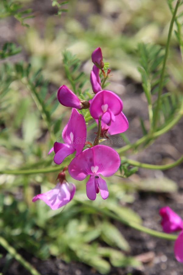 Pink Wild Orchids in the Paddock Stock Image - Image of wild, floral ...