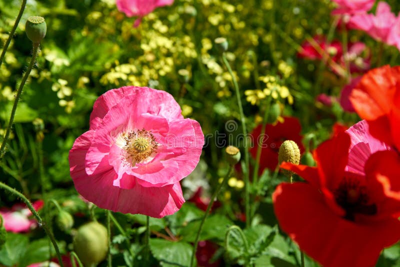 Pink Wild Poppy stock photo. Image of color, meadow - 256611296