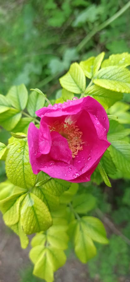 Pink wild rose stock image. Image of produce, leaf, blossom - 220983505