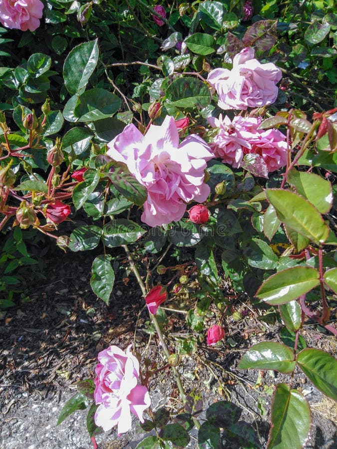 Pink Wild Rose Bush in Bloom Stock Photo - Image of plant, bloom: 184829962