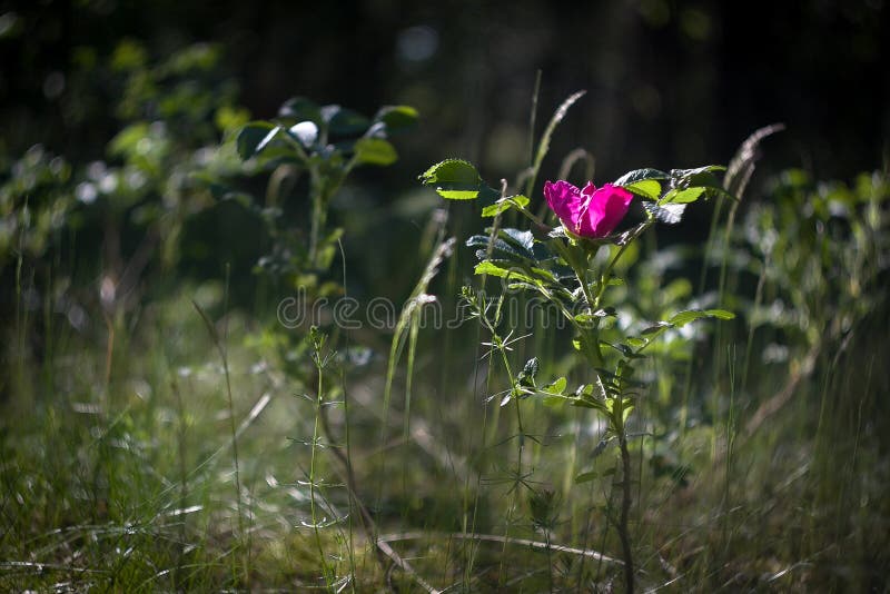 Pink Flowef Stock Photos - Free & Royalty-Free Stock Photos from Dreamstime