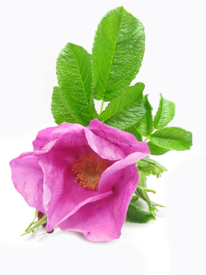 Pink Wild Rose Flower With Leaves Stock Photo - Image of beautiful ...