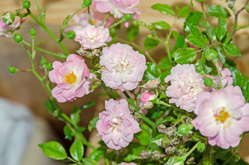 Pink Wild Rose Flowers, Green Branch Bush, Close Up Stock Image - Image ...