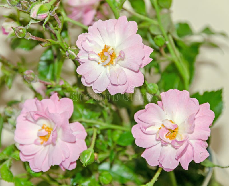 Pink Wild Rose Flowers, Green Branch Bush, Close Up Stock Image - Image ...