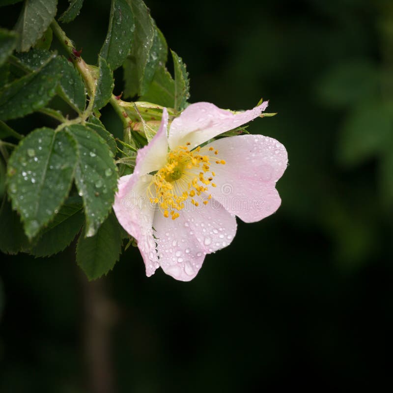 Pink Wild Rose Bush in Summer Garden Stock Photo - Image of hedge ...