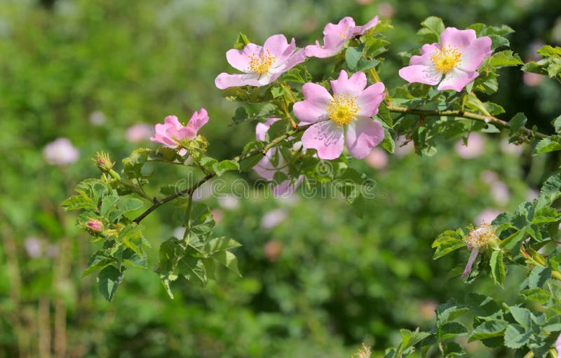 Pink Wild Rose Rosa Canina in Forest Stock Image - Image of hips, roses ...