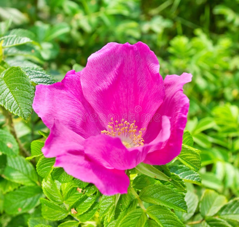 Pink wild roses stock image. Image of plant, stamen, flora - 32894139