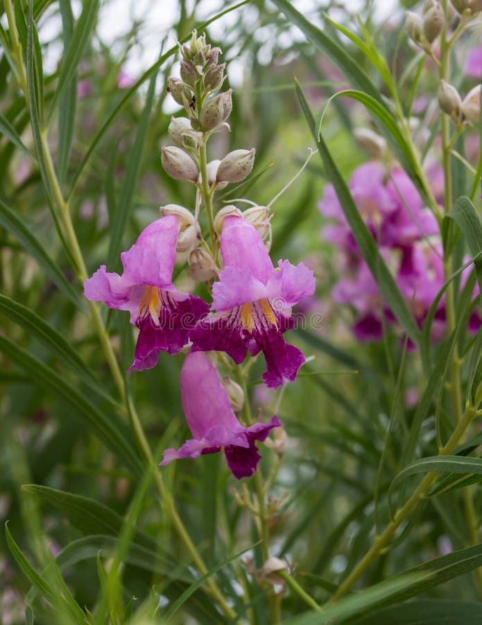 Pink Wildflower, Utah stock image. Image of lavender - 62867349